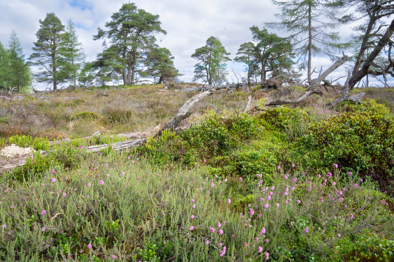 Bring back the Nature Restoration Fund in 2026 - The Scottish Rewilding ...